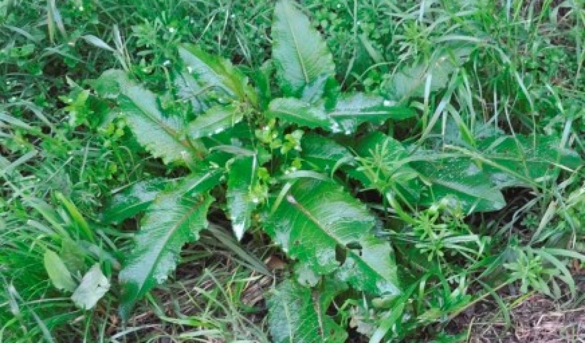 Dock - Control of Dock Weeds in the Garden. | Kiwicare