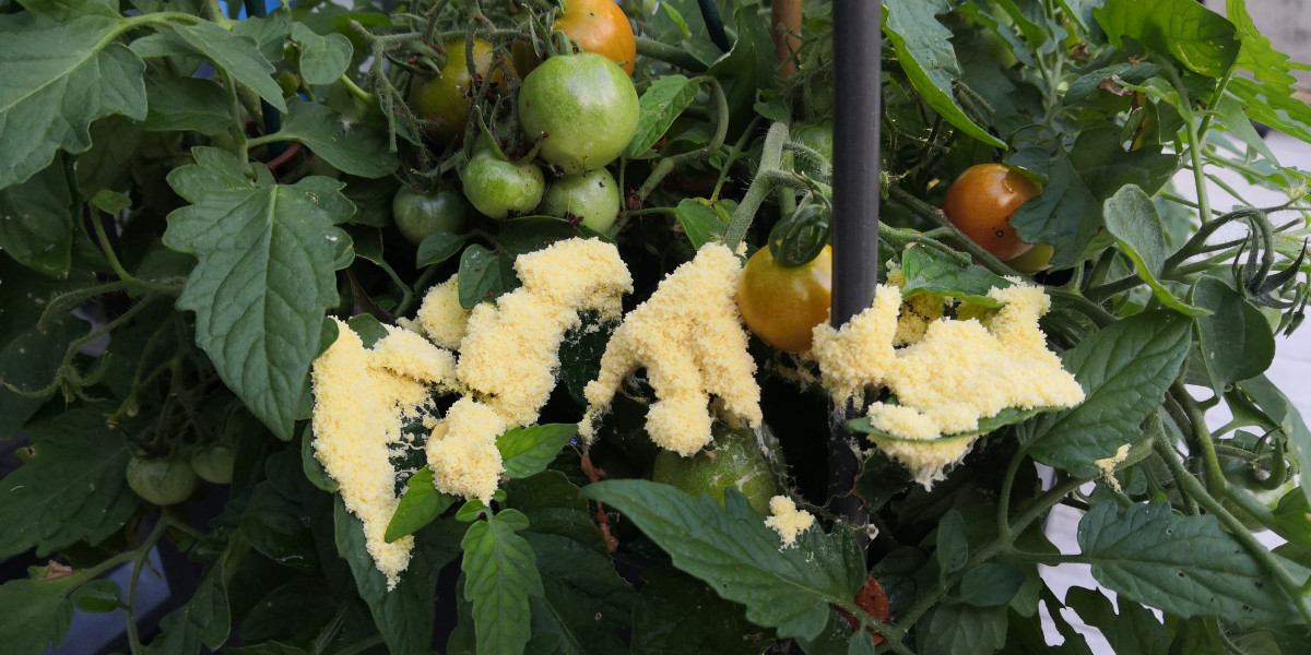 Dog Vomit Fungus Slime Mould | Kiwicare