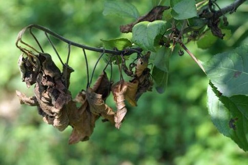 Fire Blight - Advice on Identification and Control. | Kiwicare