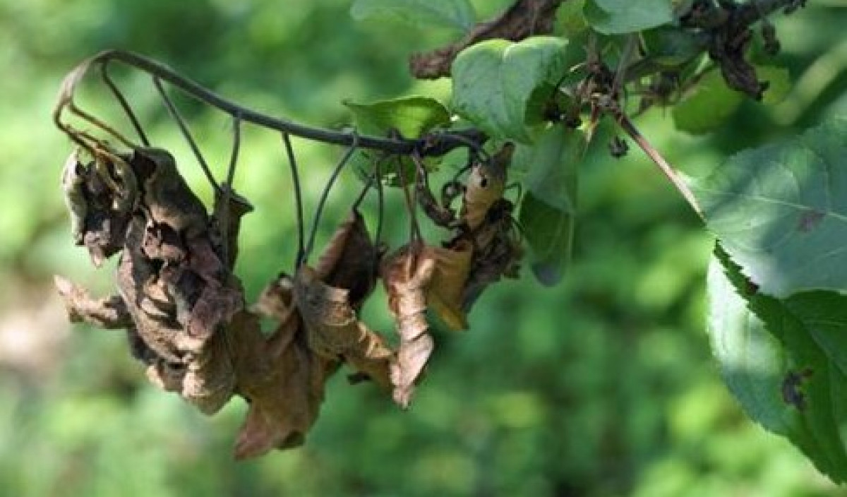 Fire Blight - Advice on Identification and Control. | Kiwicare