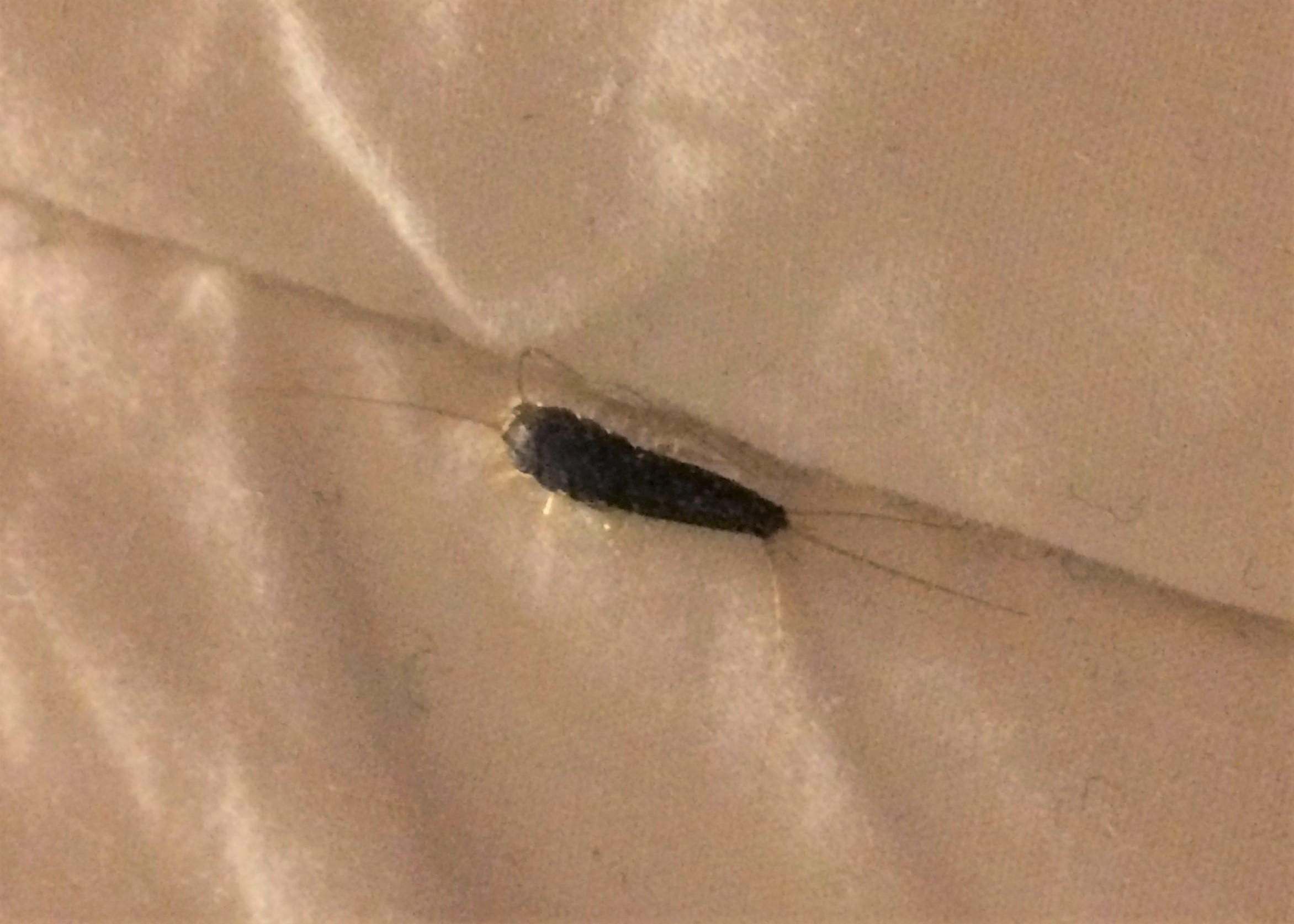 Silverfish Bug In Bed Silverfish Prevention And Removal