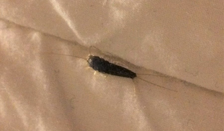 Carpet Moths Silverfish In Bed
