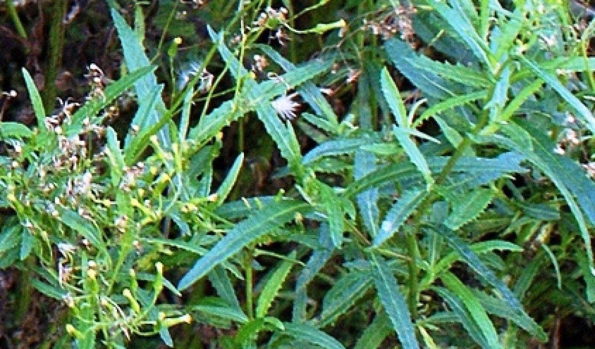 Fireweed - Control of fireweed willowherb in gardens | Kiwicare