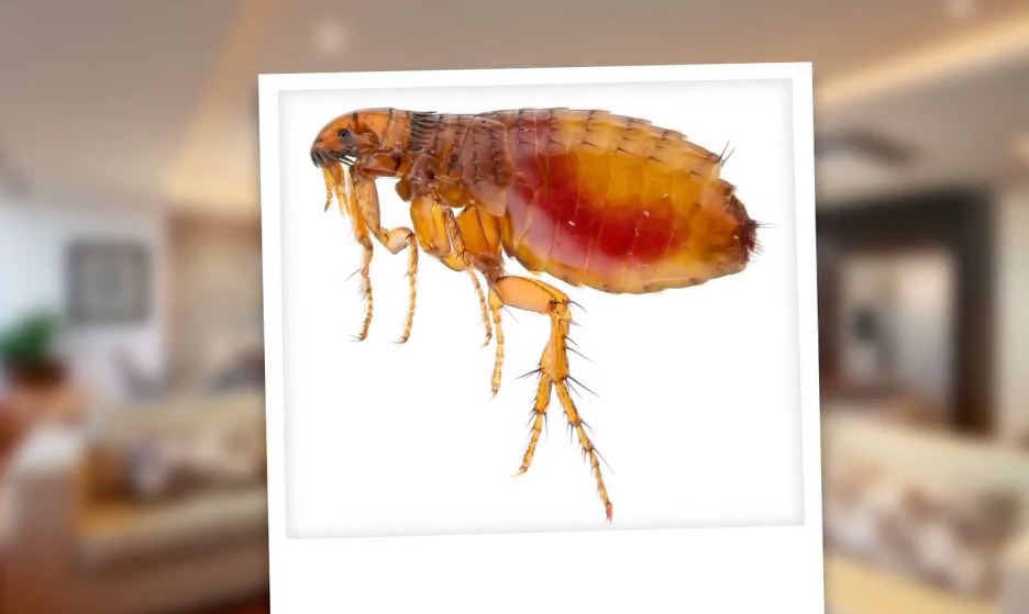 Advice - Video on How to Get Rid of Fleas | Kiwicare