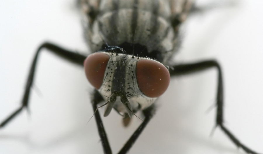 Flies - Control of Flies in and Around Homes. | Kiwicare