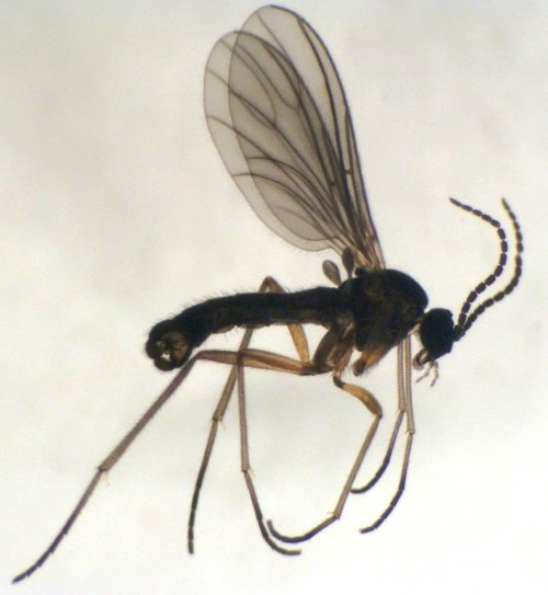 Fungus Gnats - Control of Fungus Gnat Sciarid Flies | Kiwicare