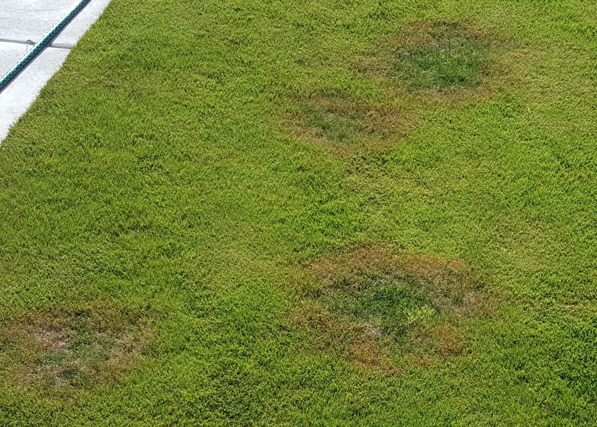 Fusarium Patch