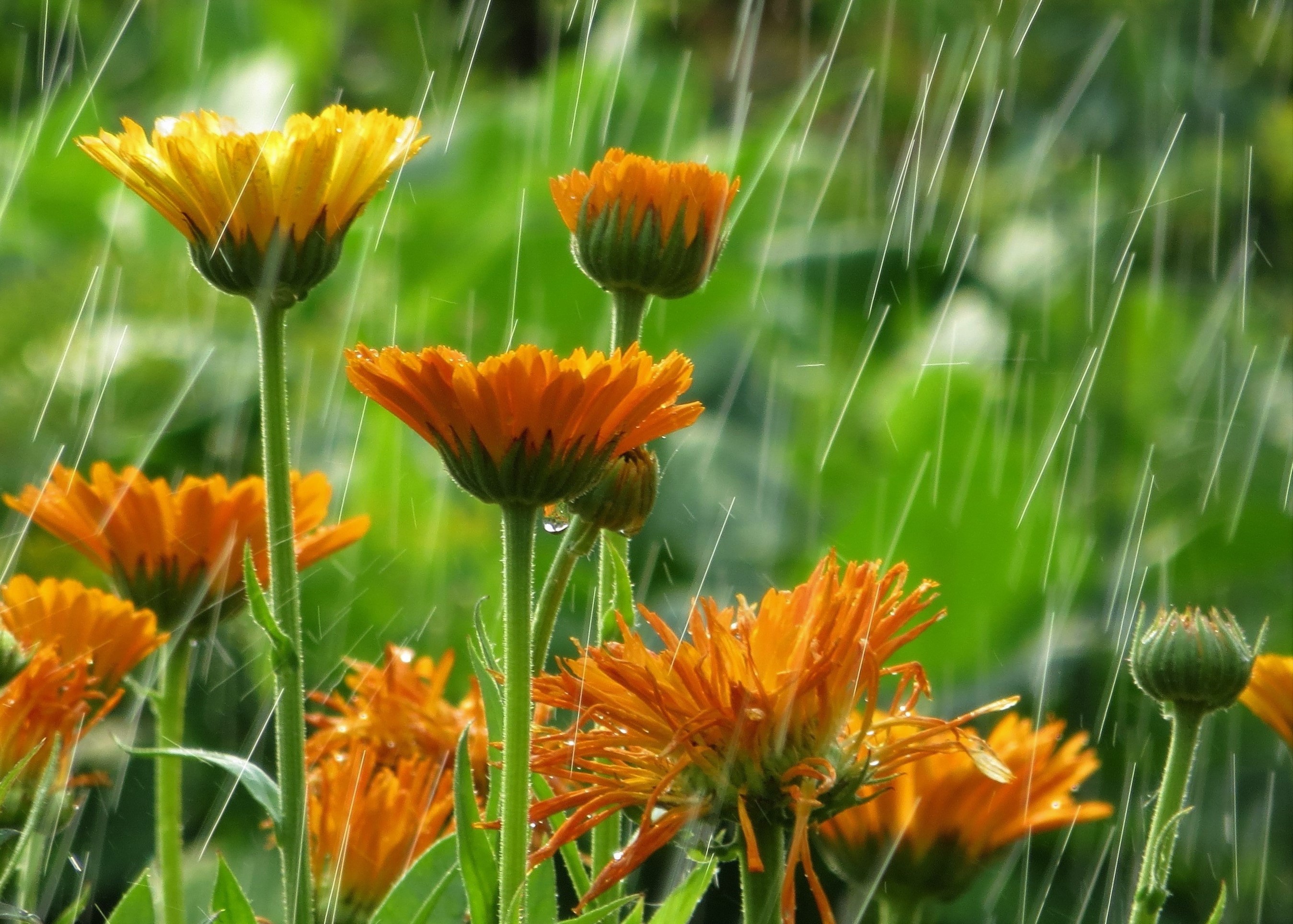 Rainfast - Meaning and Advice | Kiwicare