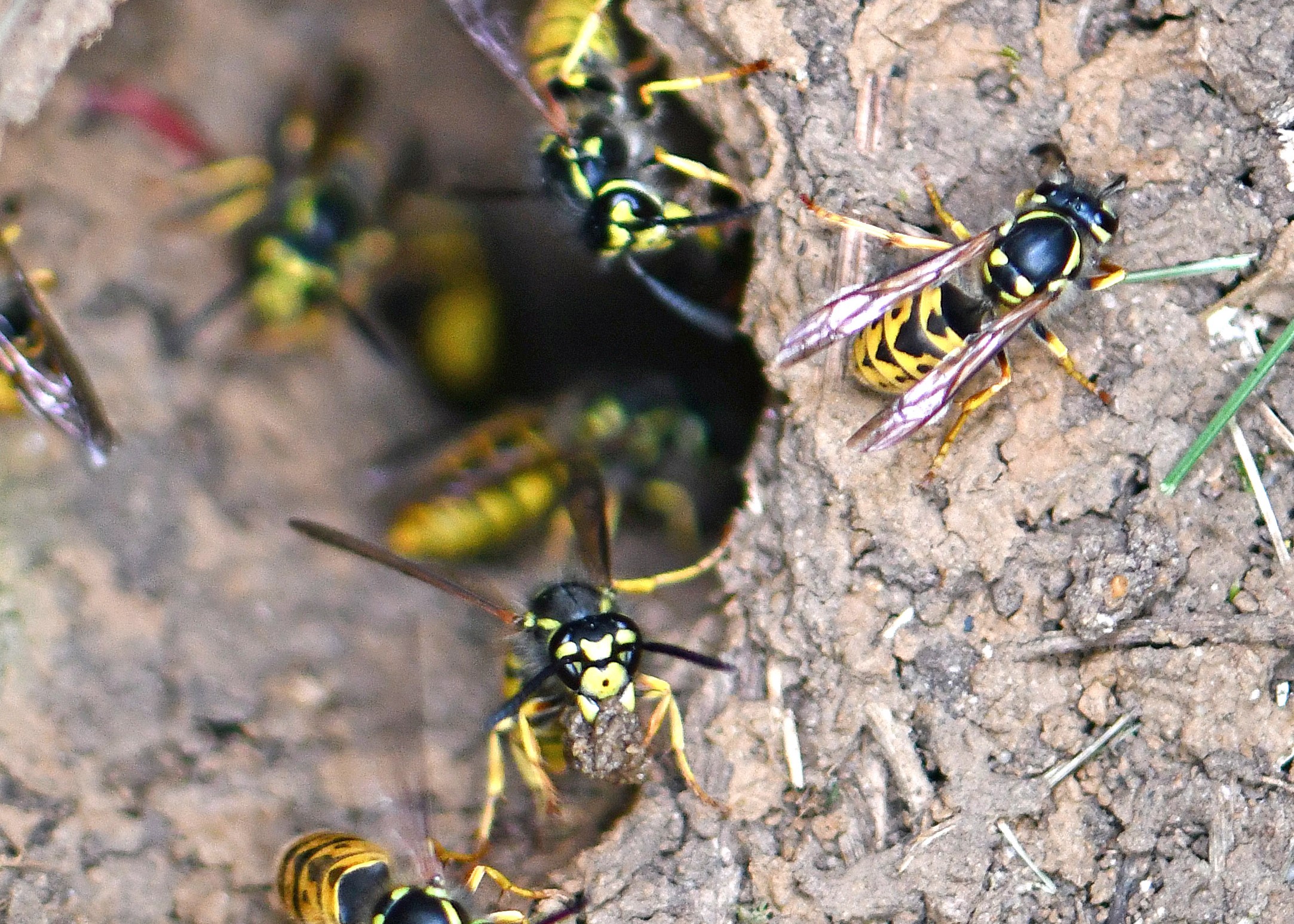 What’s with Wasps in New Zealand | Kiwicare