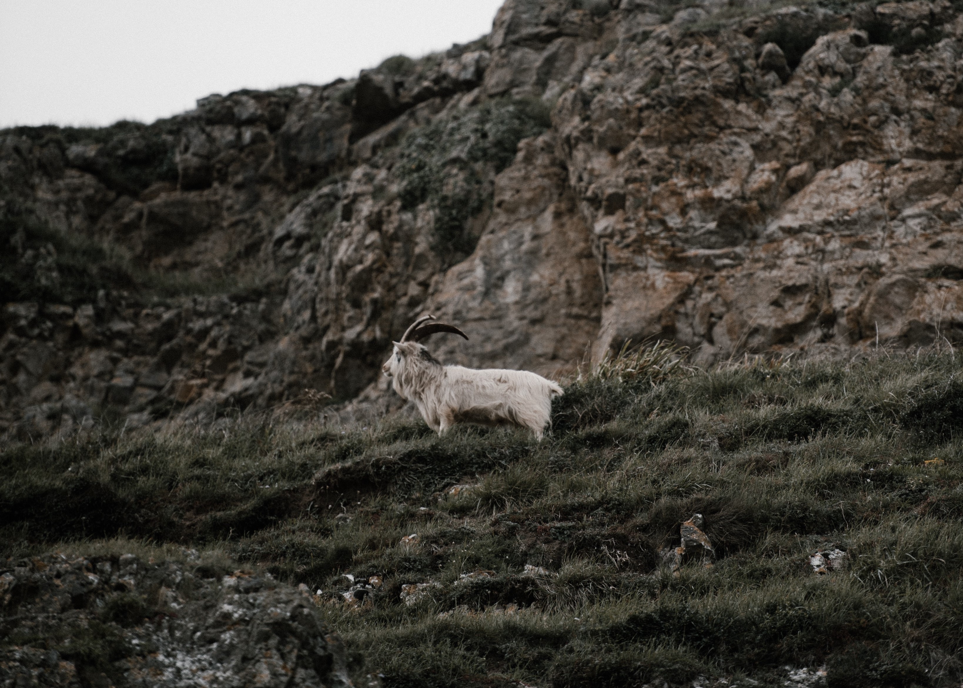 Are New Goat Species Evolving in New Zealand? | Kiwicare