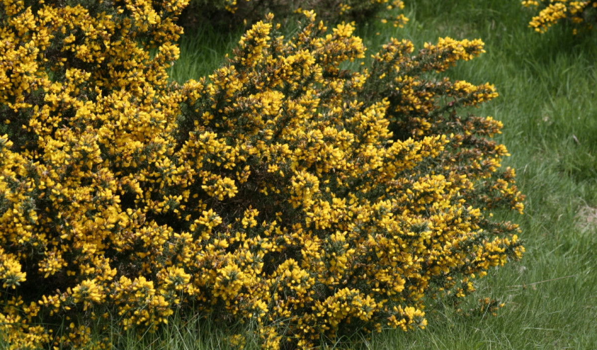 Gorse - Control of Gorse in Gardens and Other Places. | Kiwicare