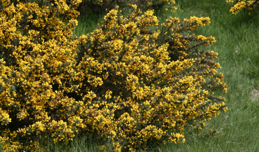Gorse - Control of Gorse in Gardens and Other Places. | Kiwicare