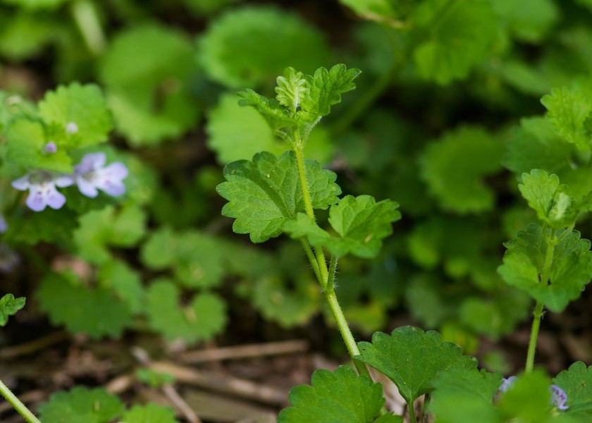 Ground Ivy - Identify and Control | Kiwicare