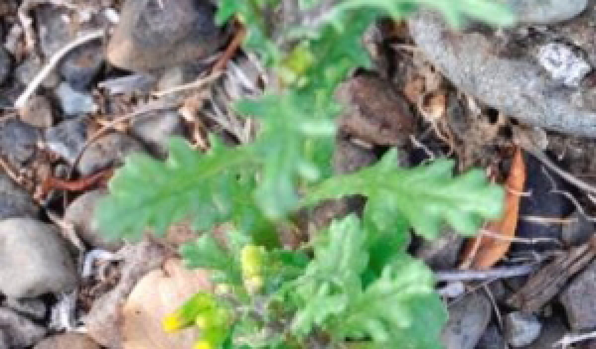 Groundsel - Control of Groundsel Weed in Gardens. | Kiwicare