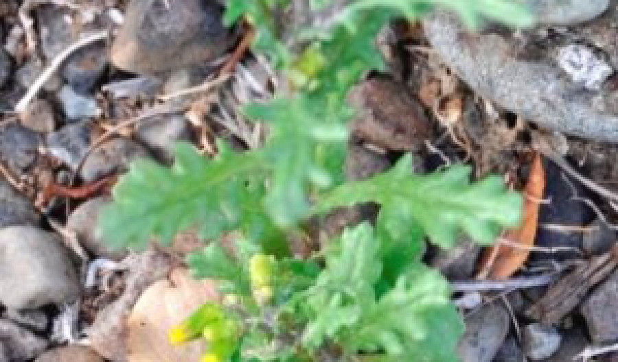 Groundsel - Control of Groundsel Weed in Gardens. | Kiwicare