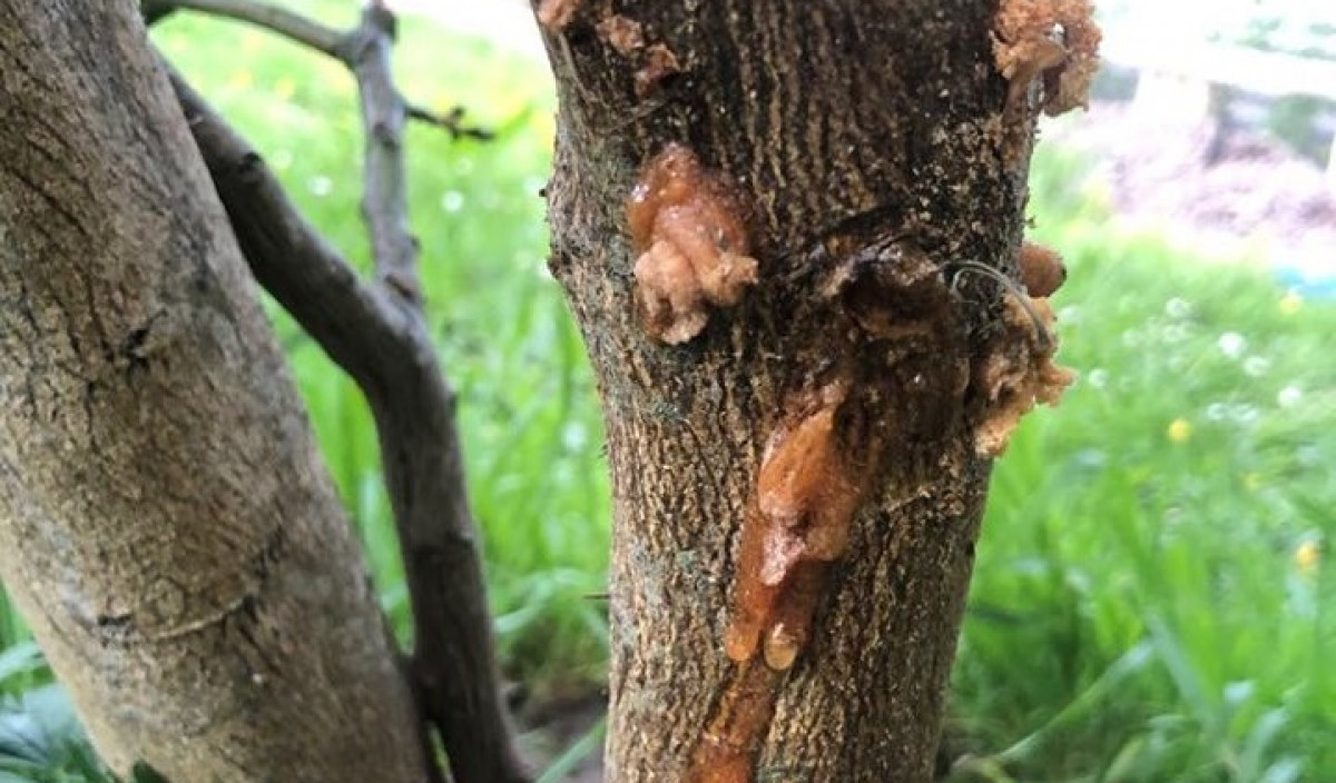 Gummosis - Sap Oozing from Trres and Shrubs | Kiwicare