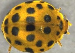 Hadda Beetle - Control of Hadda Beetles in the Garden. | Kiwicare