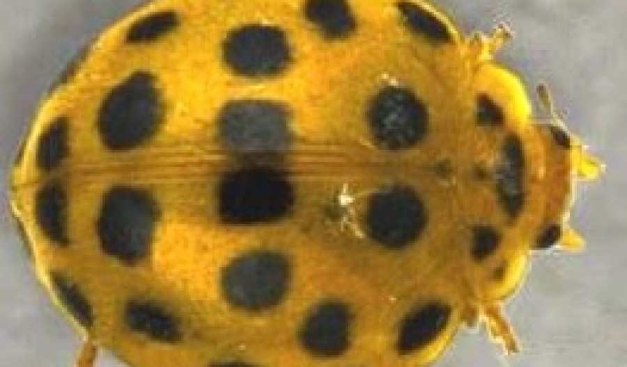 Hadda Beetle - Control of Hadda Beetles in the Garden. | Kiwicare