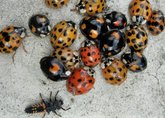 Harlequin Ladybirds - Identification and Control | Kiwicare