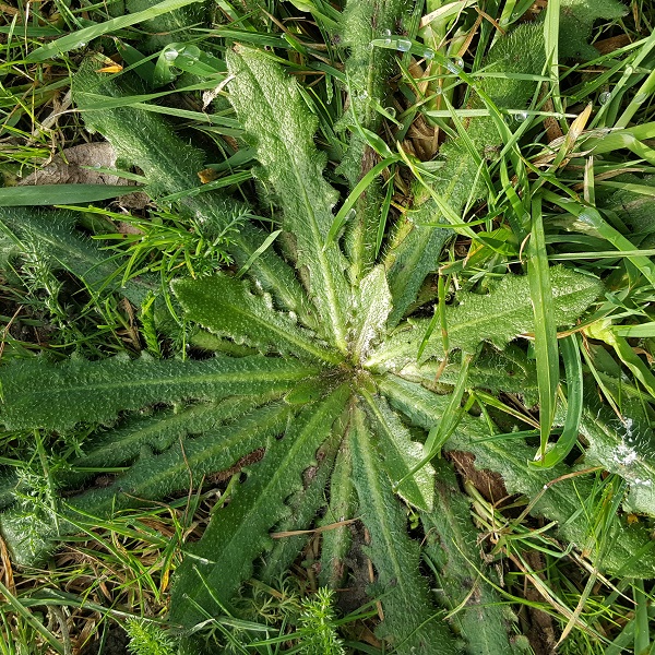 Hawkbit - Identification and Control of Hawkbit Weed | Kiwicare