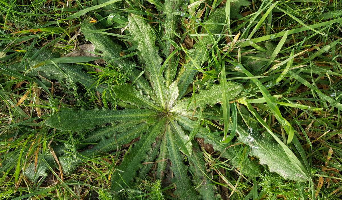 Hawkbit - Identification and Control of Hawkbit Weed | Kiwicare