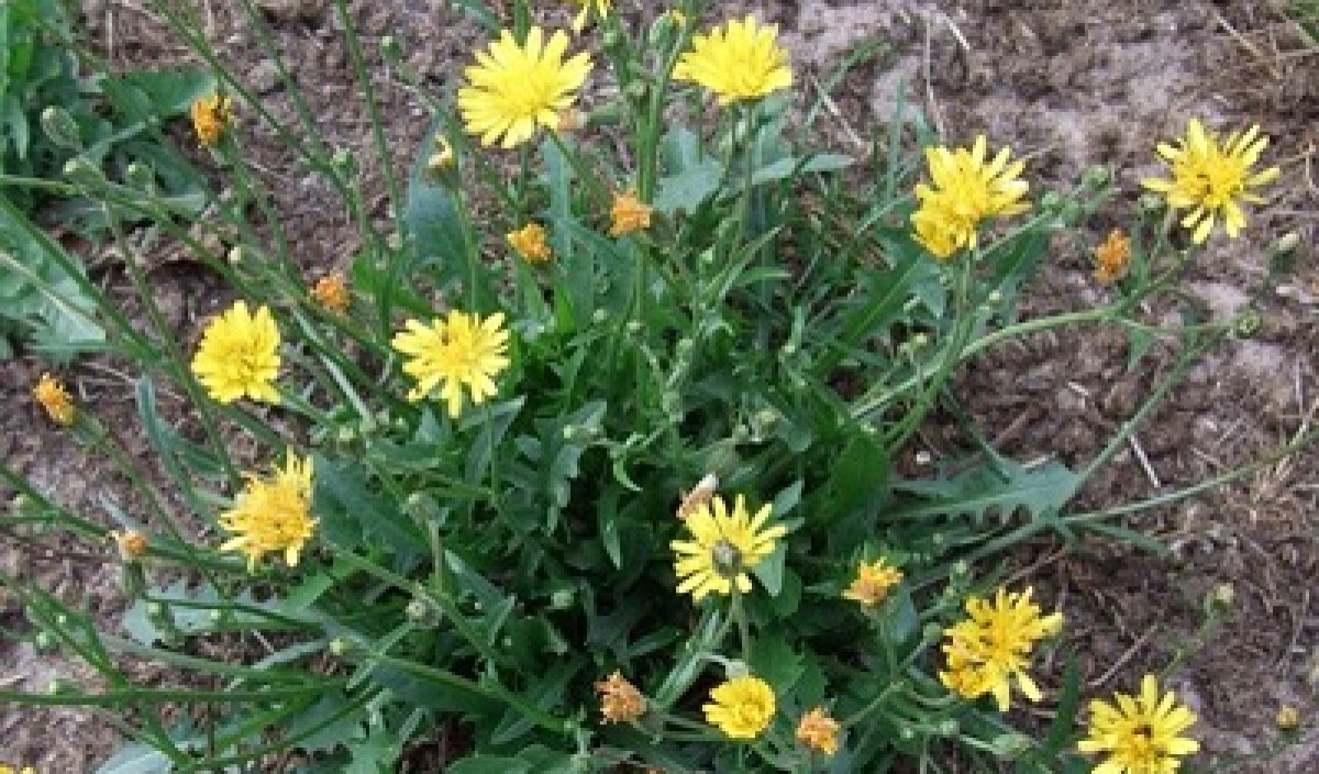 Hawksbeard - Control of Hawksbeard in Gardens. | Kiwicare