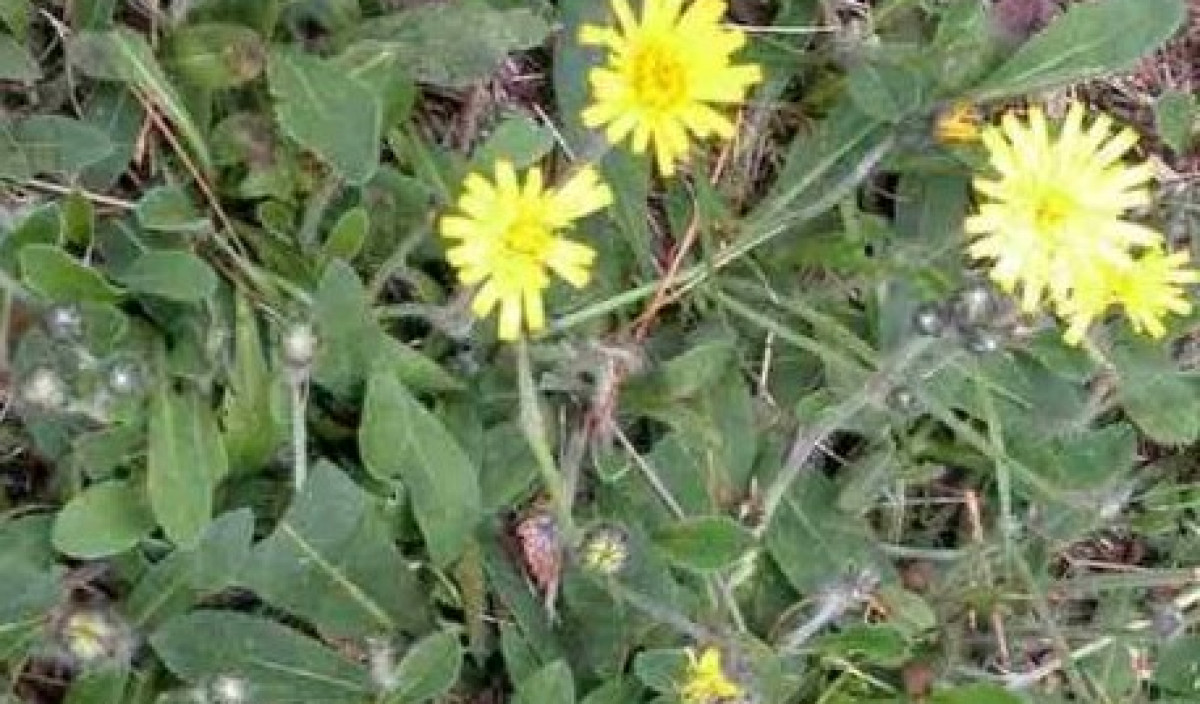 Hawkweed - Identification and Control of Hieracium Weed | Kiwicare