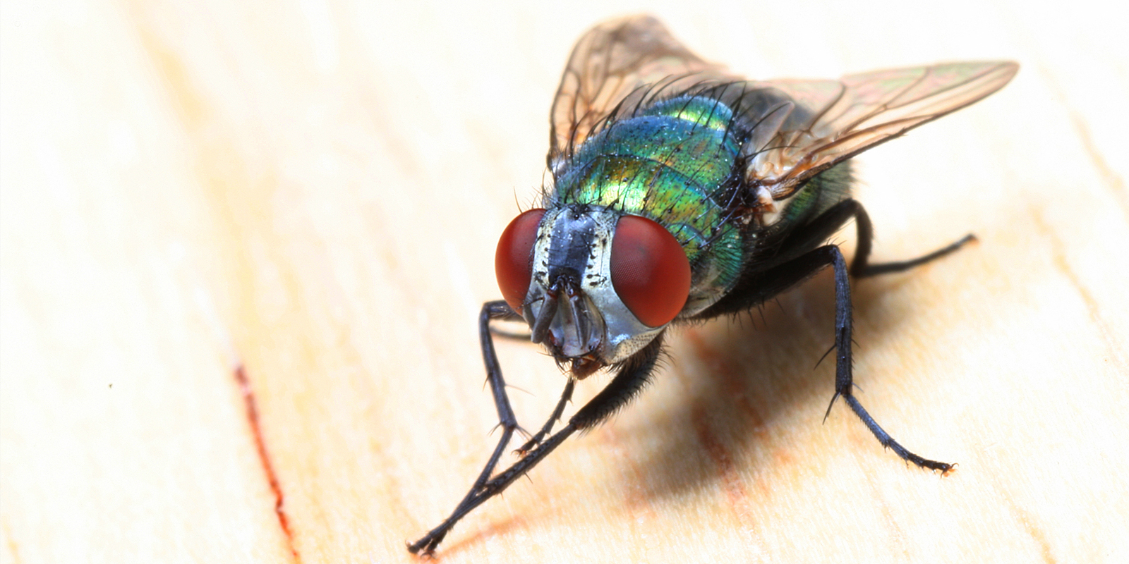 Fly Control Products | Get Rid of Nuisance Flies | Kiwicare