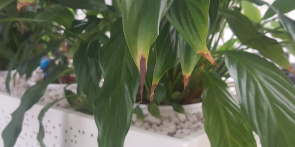 Browning Houseplant Leaf Tips | Plant Care | Kiwicare