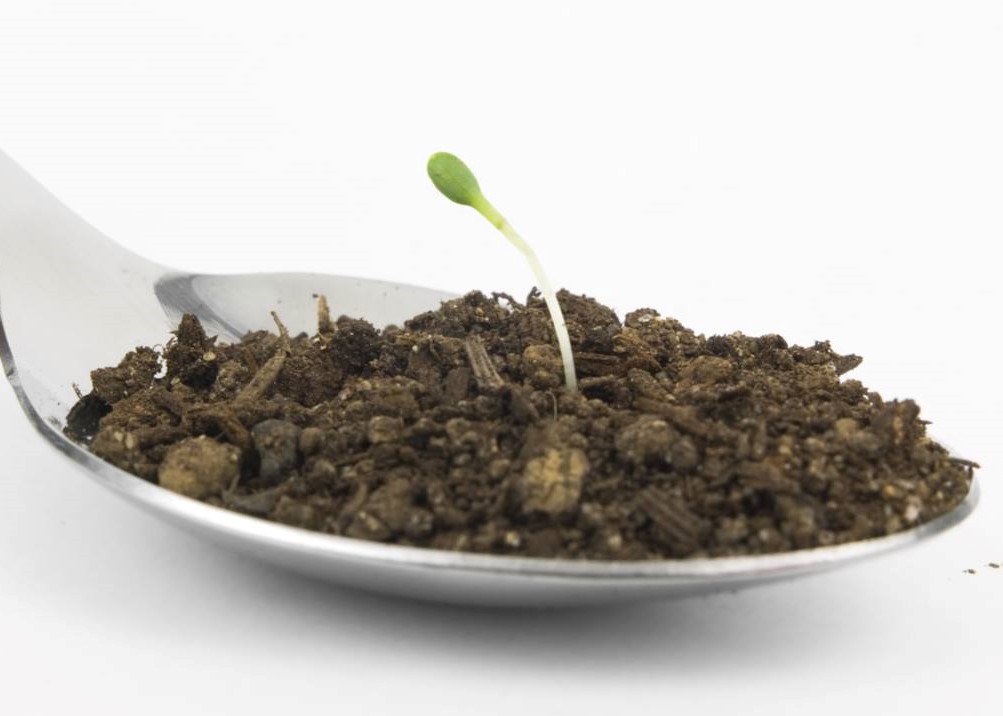 Benefits of Organic Matter and Humus | Kiwicare