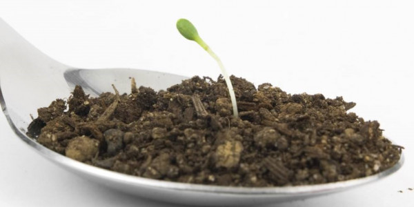 Benefits of Organic Matter and Humus | Kiwicare