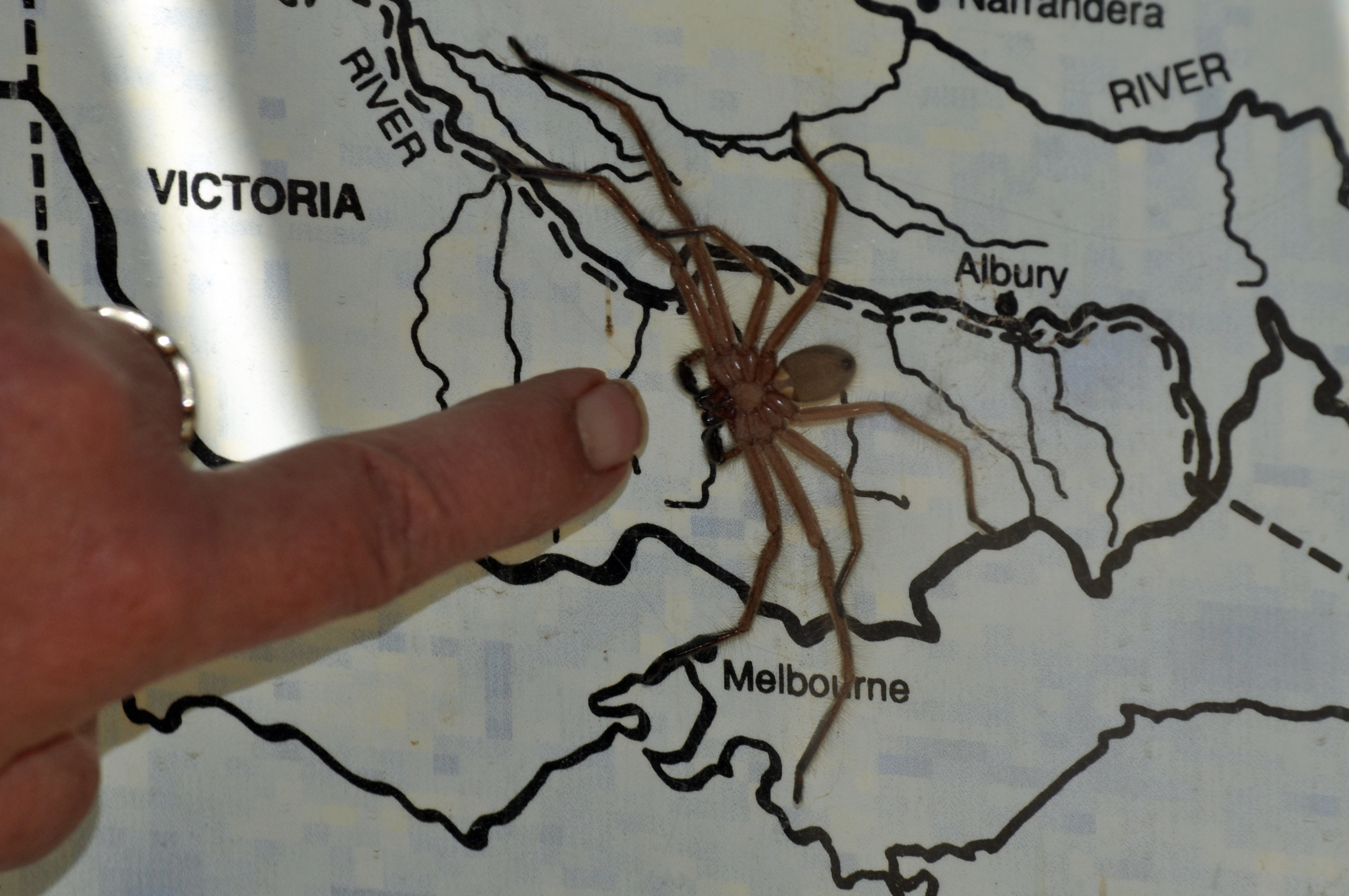 Is this the Biggest Spider in the World? | Kiwicare