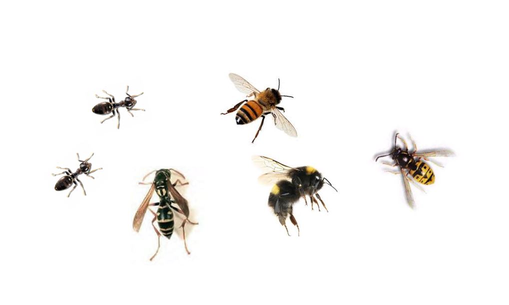 About the Hymenoptera Order of Insects | Kiwicare