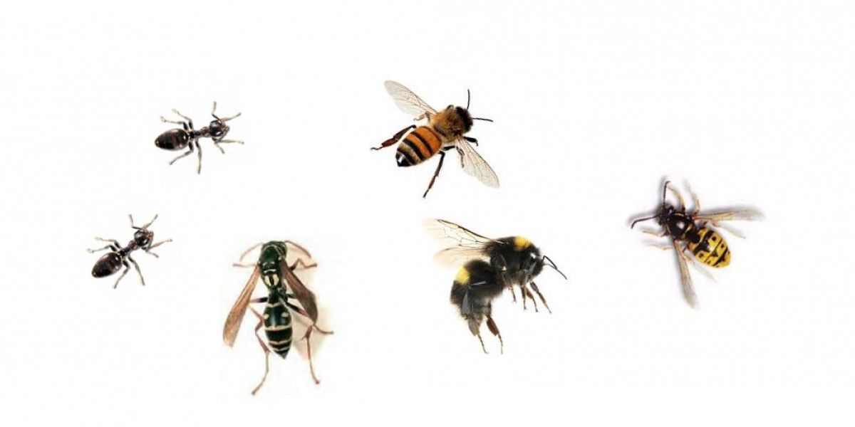 About the Hymenoptera Order of Insects | Kiwicare