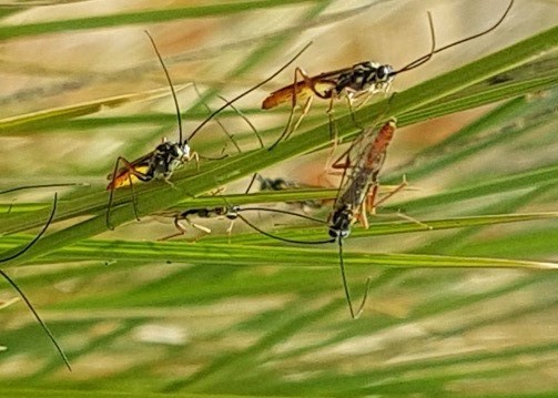 Ichneumon Wasps - Identification and About | Kiwicare