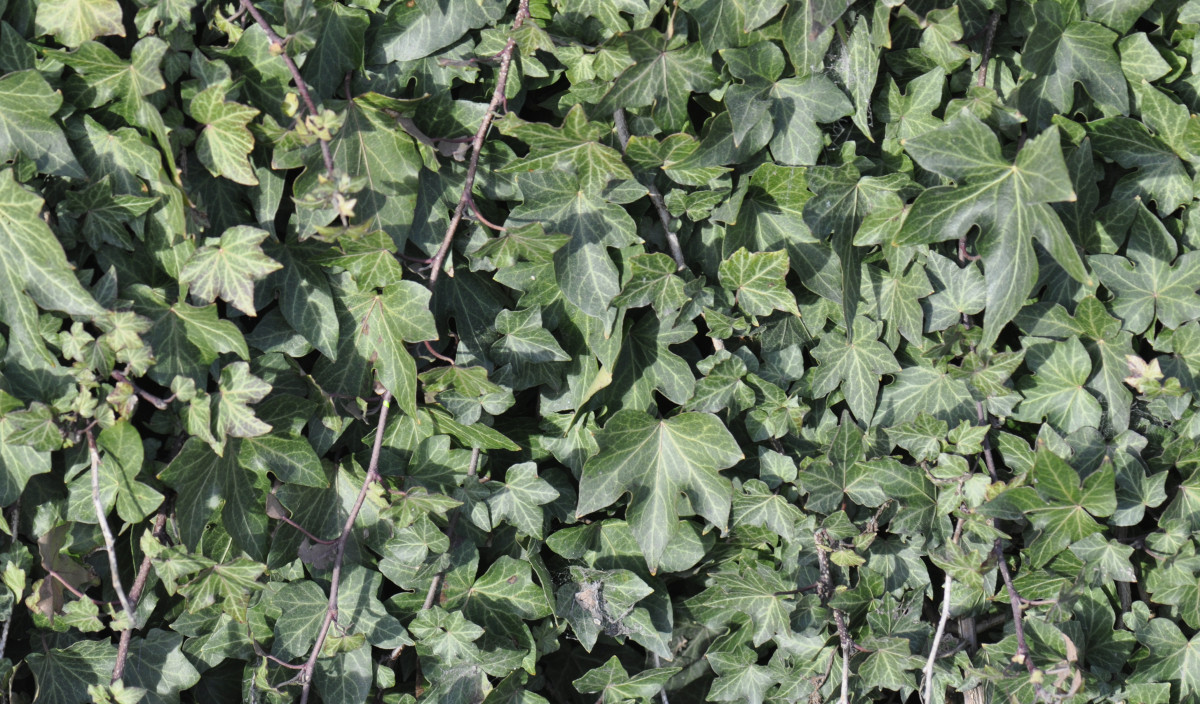 Ivy - Advice on Control of Ivy in Gardens. | Kiwicare
