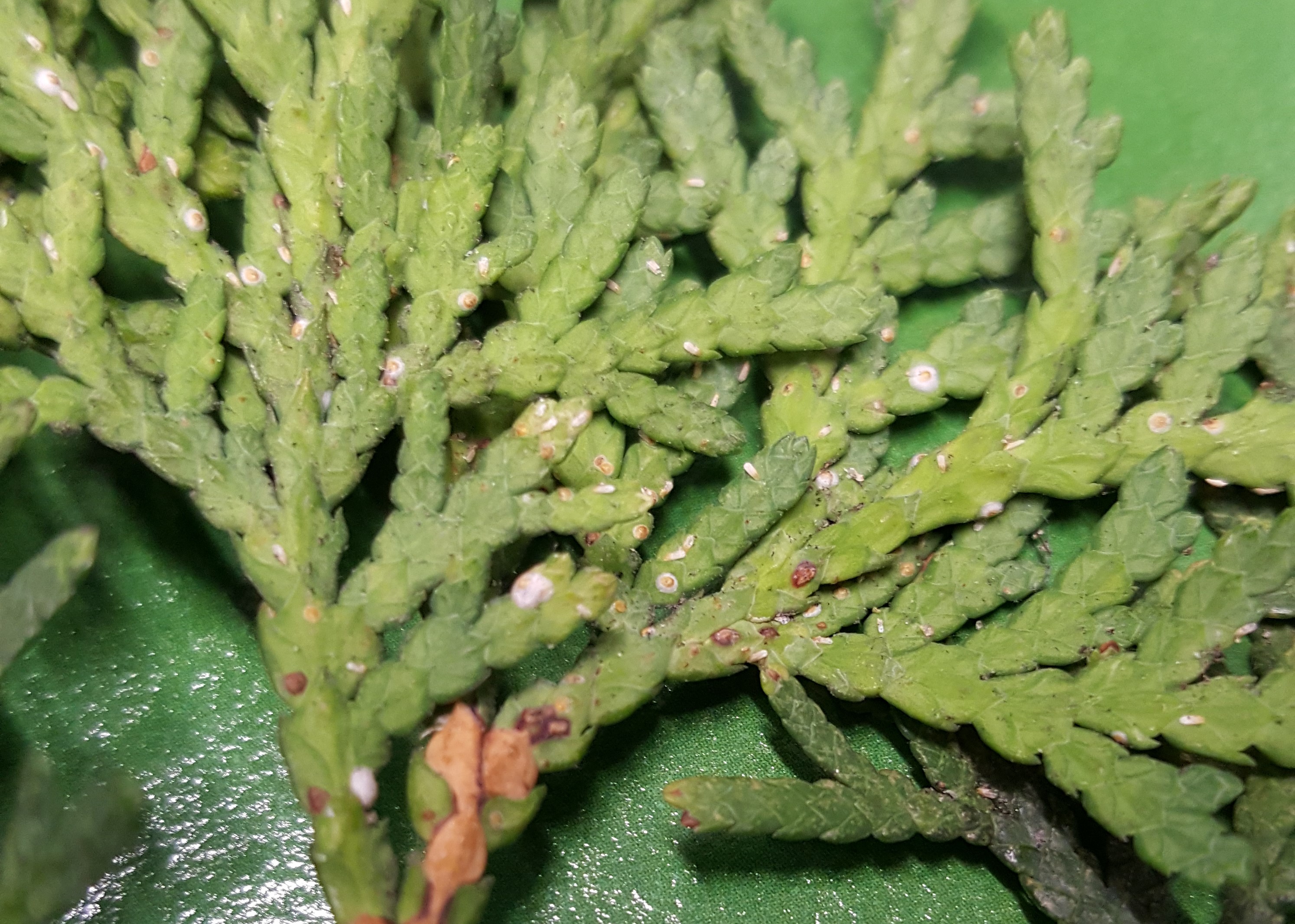 How to Identify and Control Juniper Scale | Kiwicare