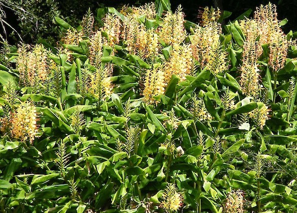 Wild Ginger - Control Wild Ginger Weed. | Kiwicare