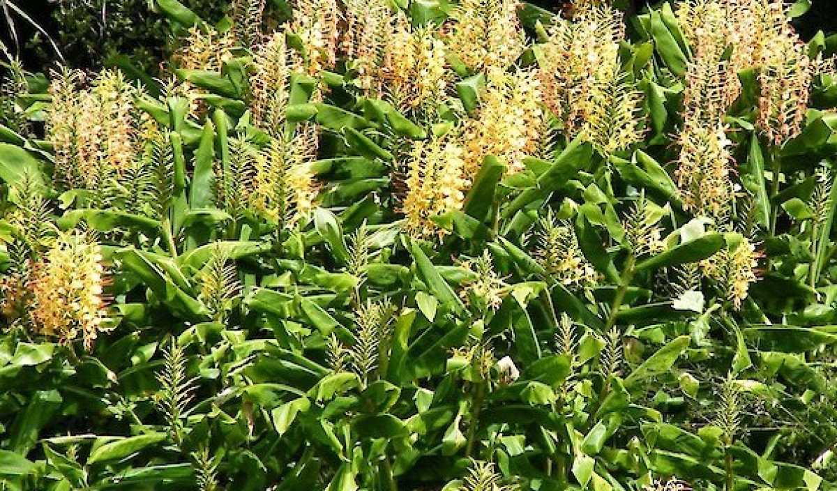 Wild Ginger - Control Wild Ginger Weed. | Kiwicare