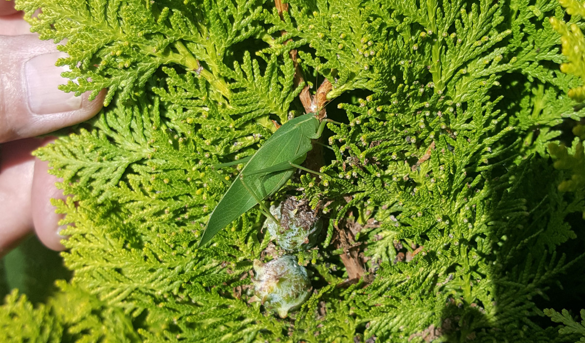 About Katydid Insects in Gardens | Kiwicare