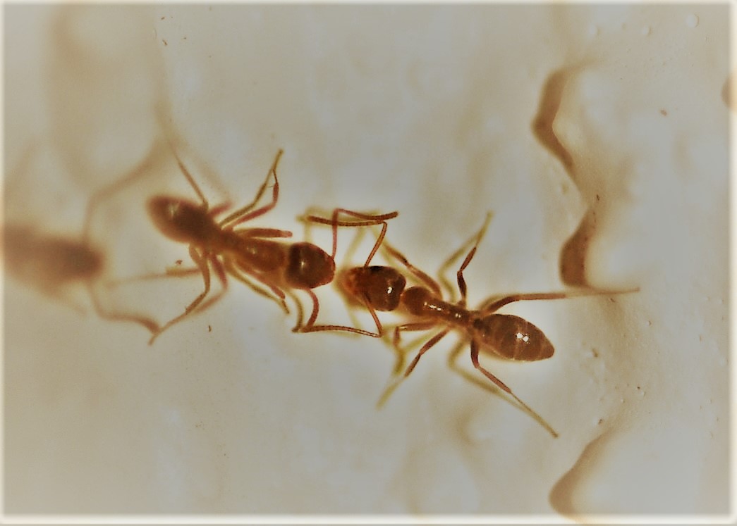 Kissing Ants - Whay Ants Touch and 'Kiss' Each Other | Kiwicare