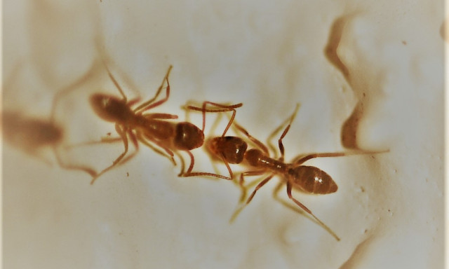 List of The Ants of New Zealand | Kiwicare