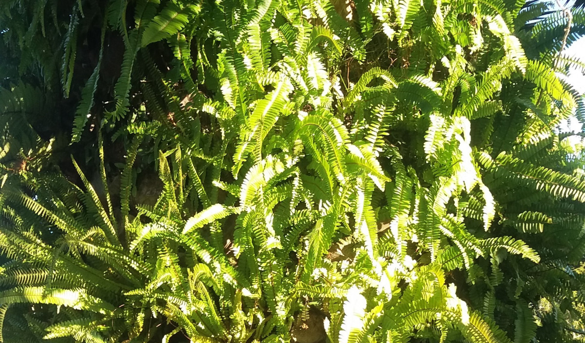 Ladder Fern - How to Get Rid of Ladder Fern | Kiwicare