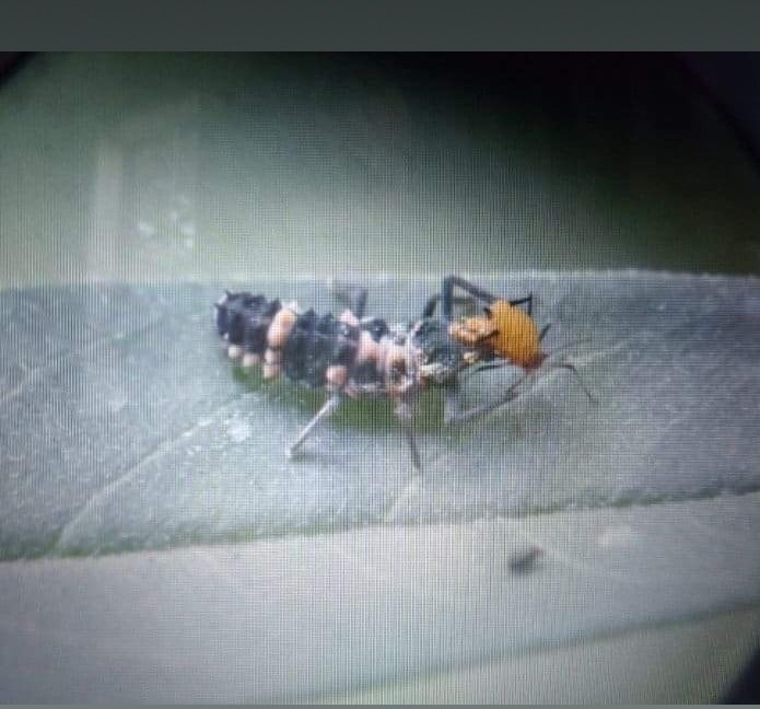 Garden Beneficial Insects | Kiwicare