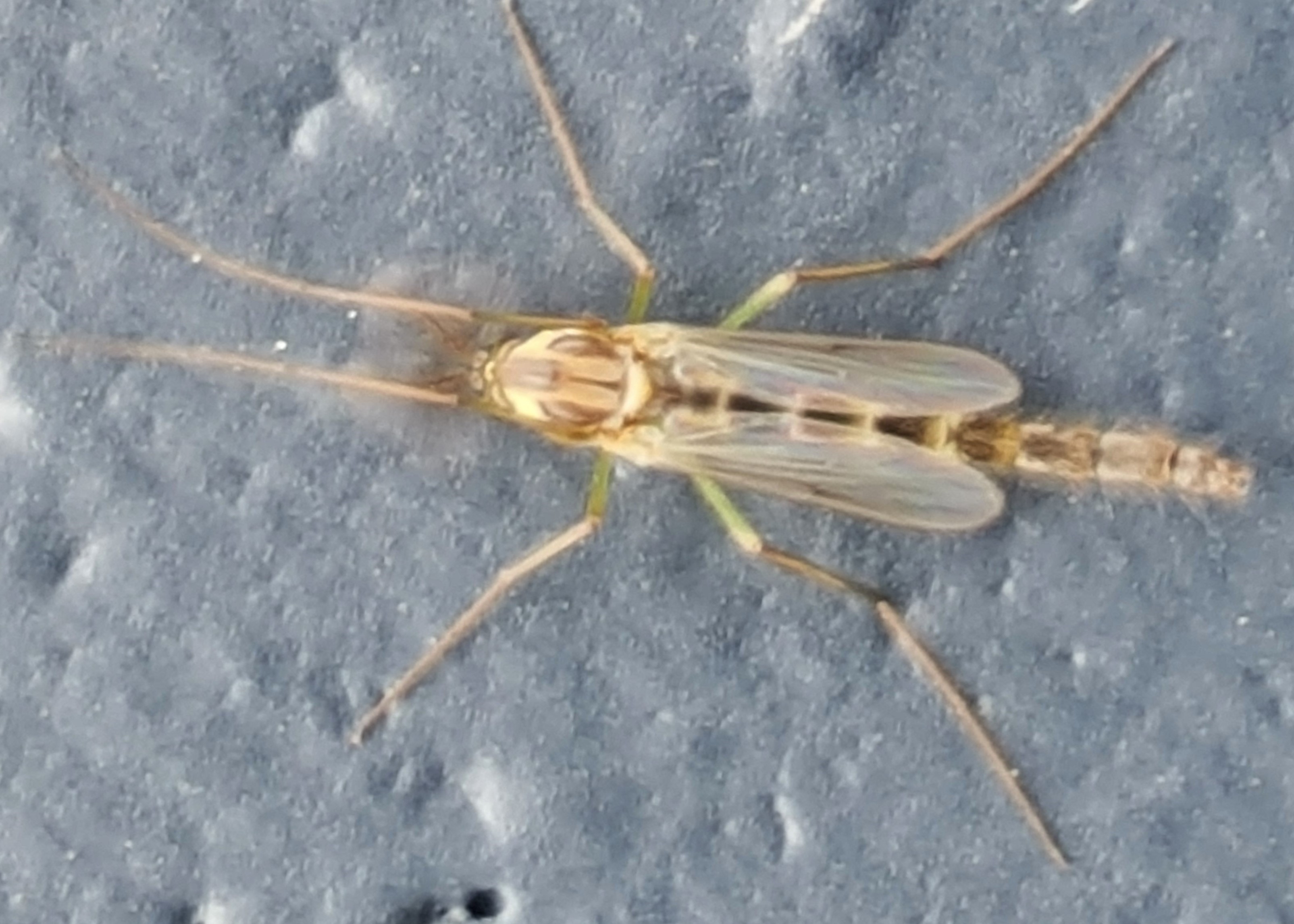 How To Repel Midges In Garden Fasci Garden