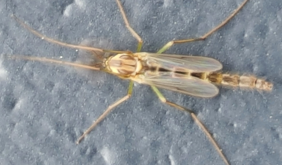 Midges - Control of Lake flies in and Around the Home. | Kiwicare