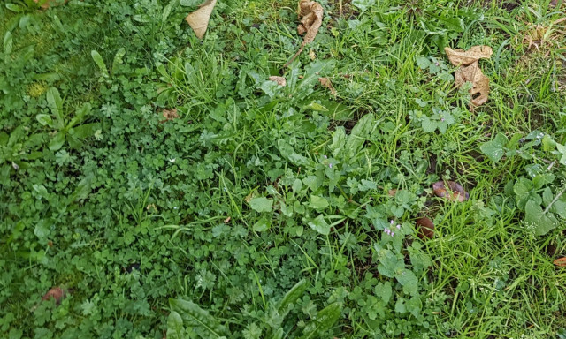 Carrot weed - Control of Carrot Weed in Gardens. | Kiwicare