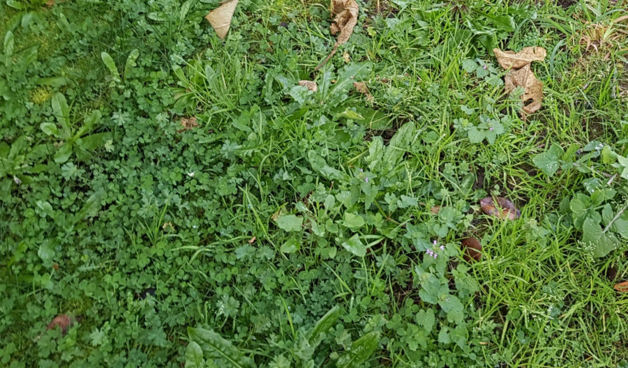 Broadleaf Weeds - Control of Broad Leaf Weeds. | Kiwicare