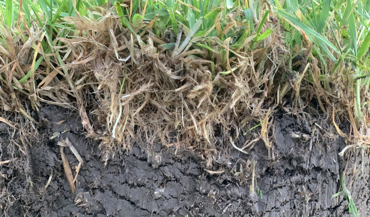 How to De-thatch Your Lawn | Excessive Lawn Thatch | Kiwicare