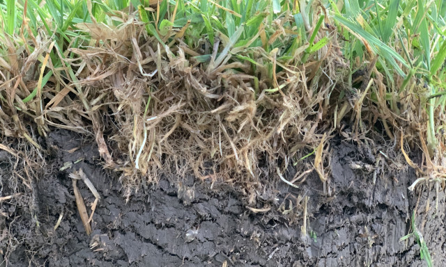 LawnPro D-Thatch | Kiwicare